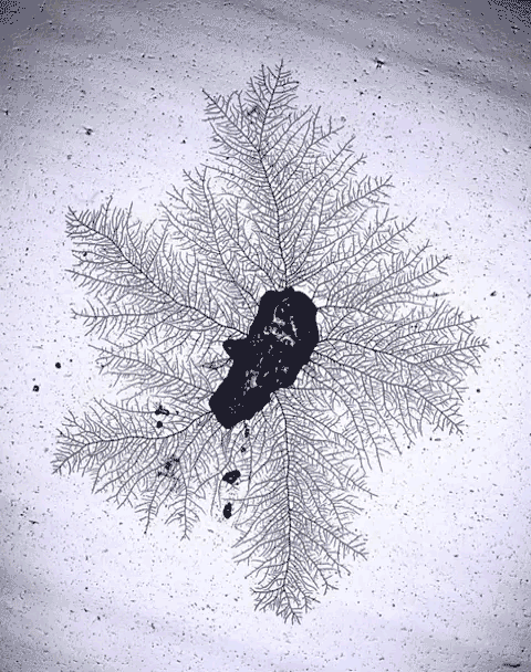 Modelling Fungal Growth