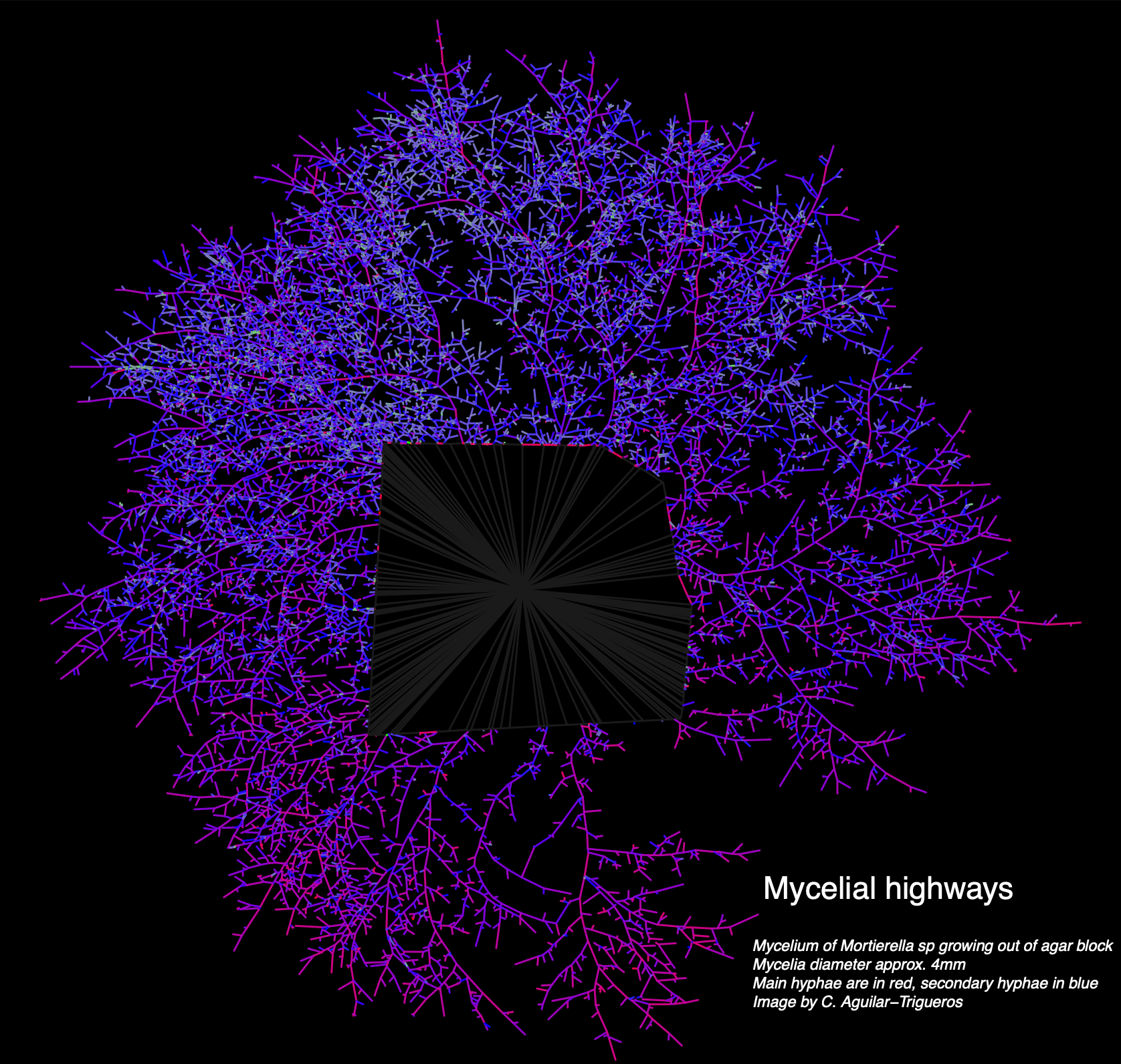 Modelling Fungal Growth