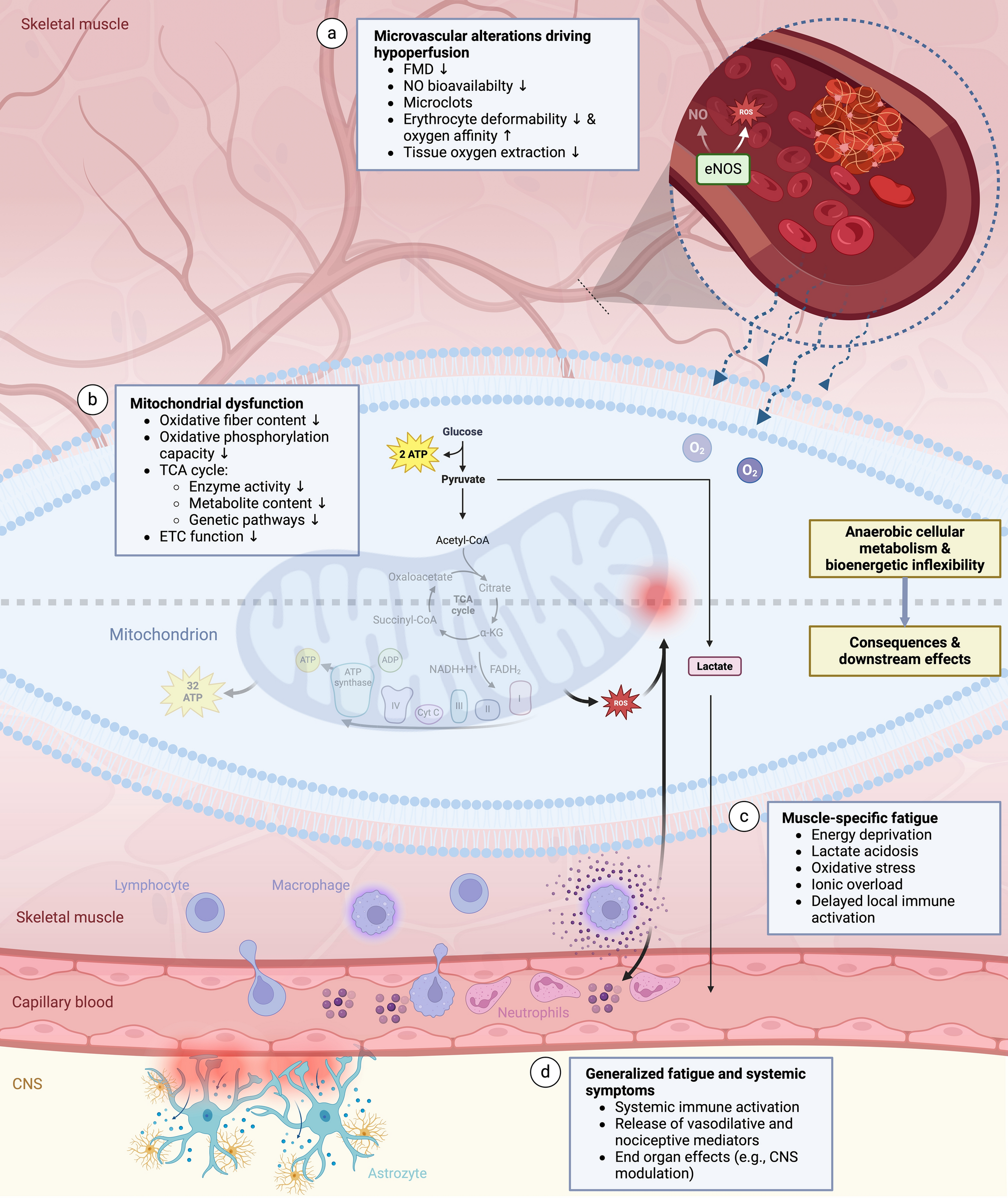 Our Recent Paper Unveils Breakthrough Insights into Fatigue Symptoms in ...