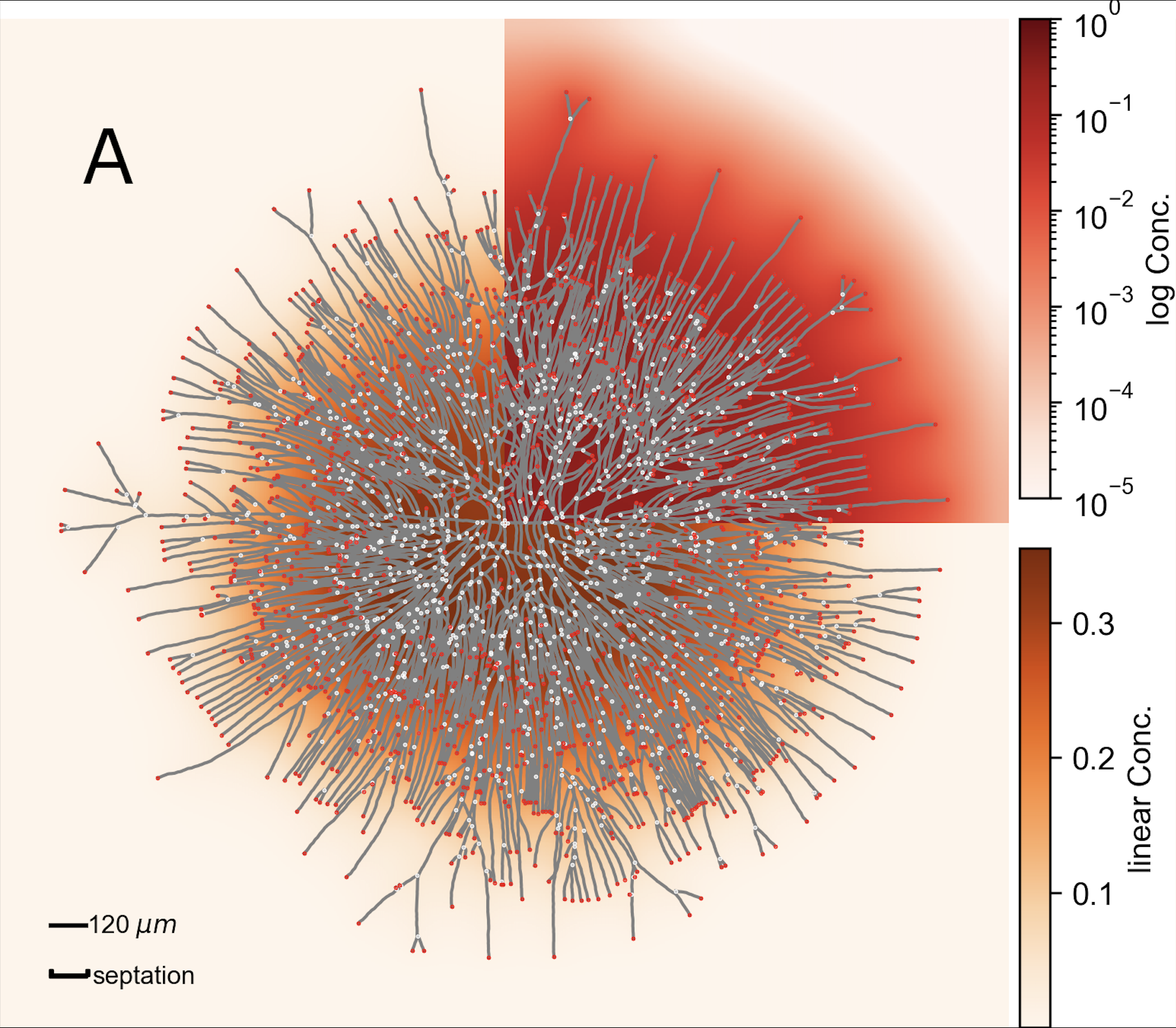 Fungal Growth | SynoSys